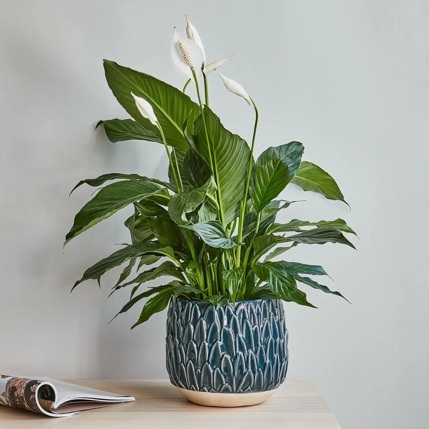 Ivyline Arles Leaf Embossed Teal Planter - Small - Cowell's Garden ...
