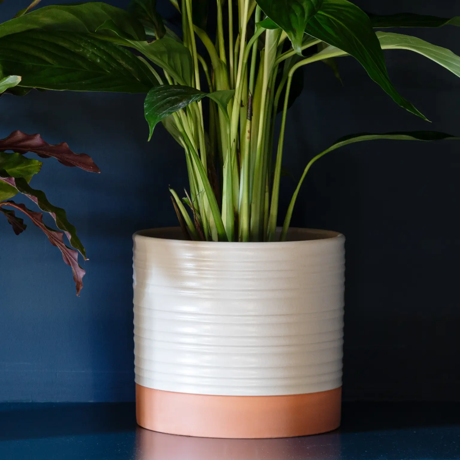 Ivyline Bramwell Ivory Planter - Small - Cowell's Garden Centre ...