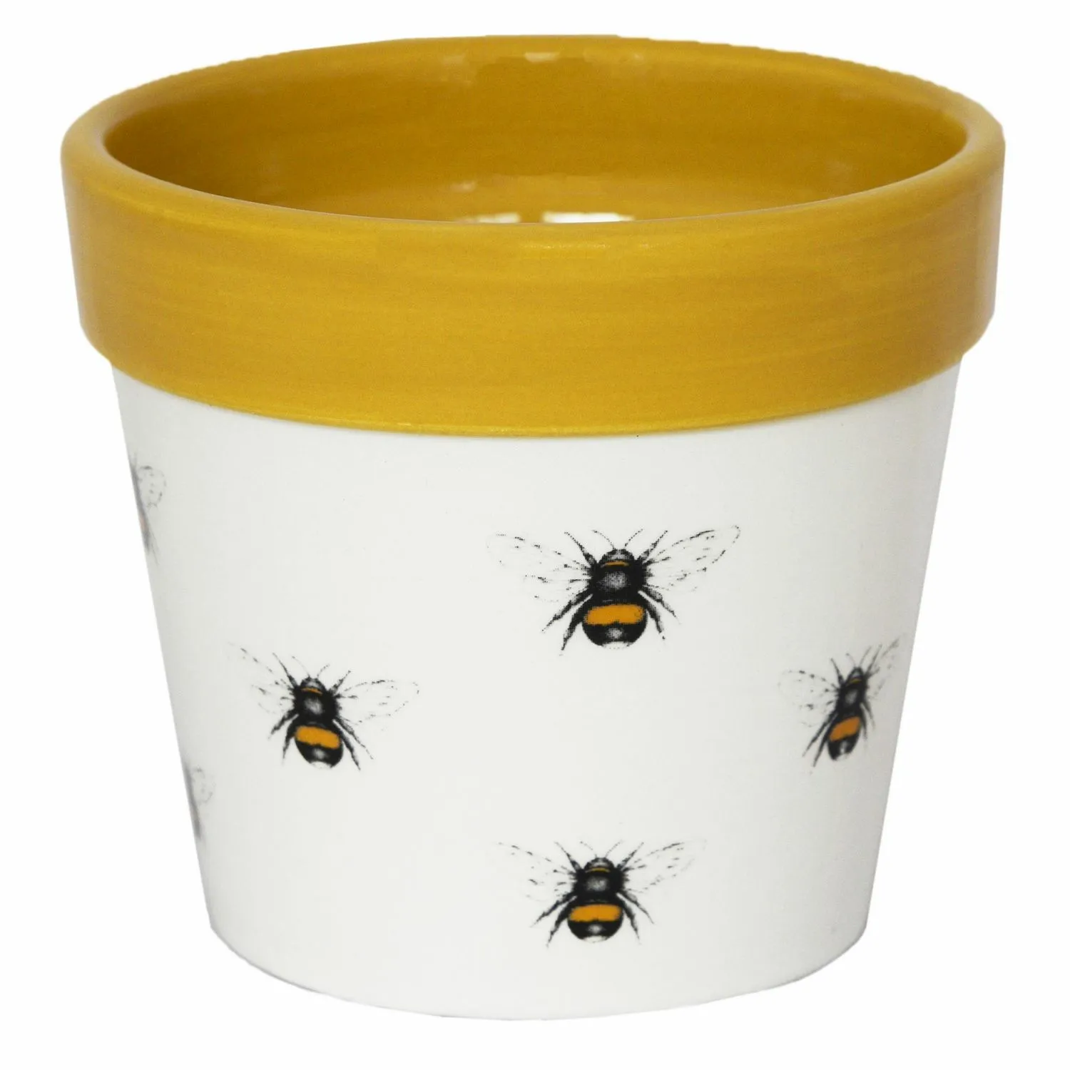 Ivyline Bumblebee Cacti Planter - Large - Cowell's Garden Centre ...