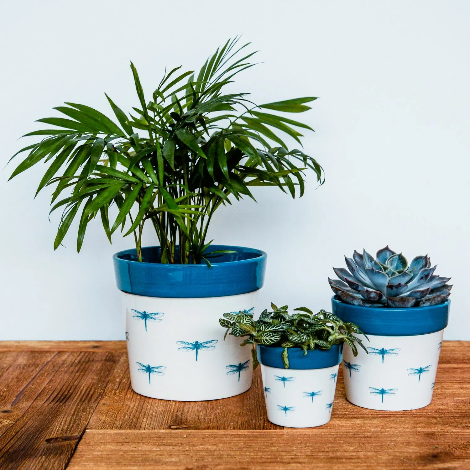 Ivyline Dragonfly Cacti Planter - Small - Cowell's Garden Centre ...