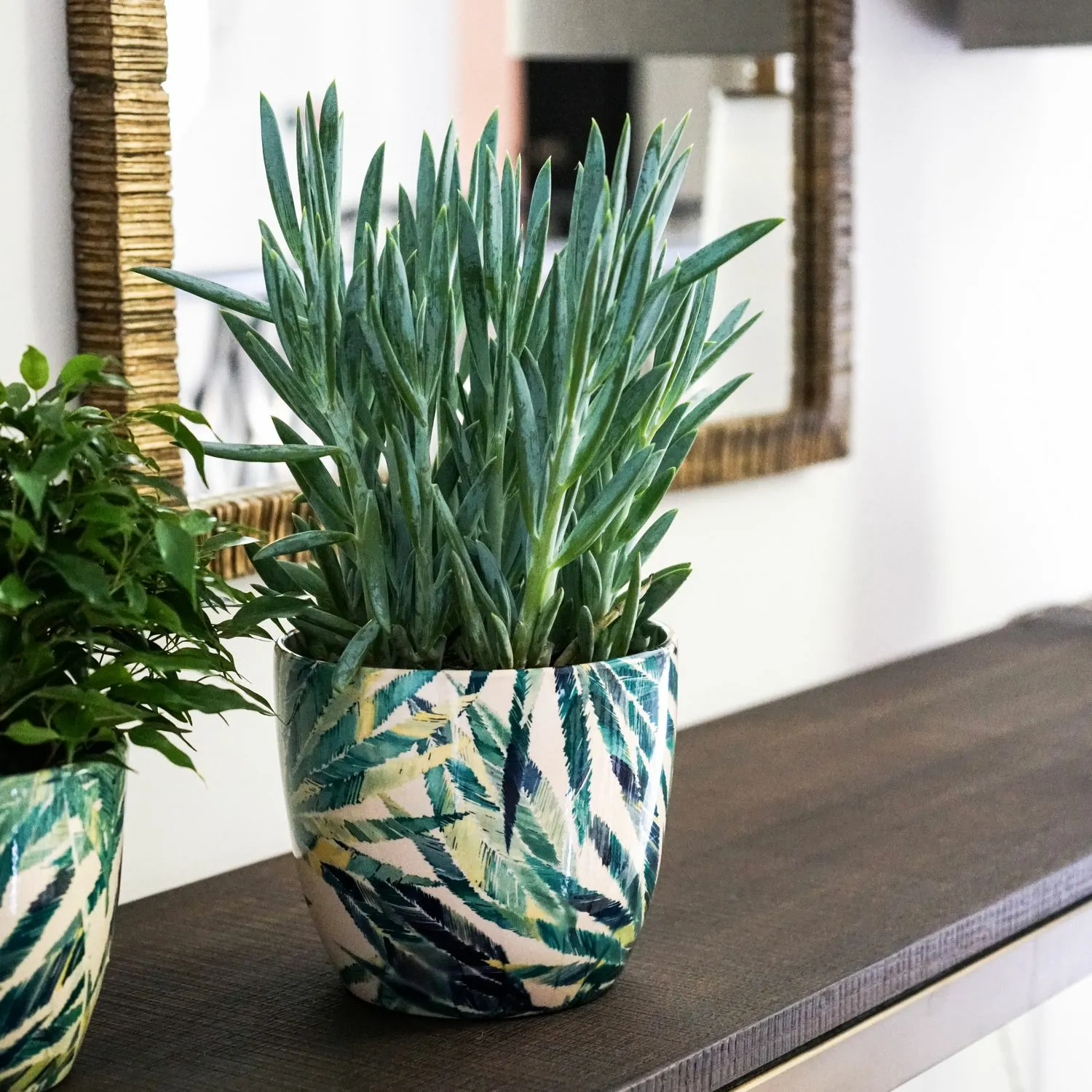 Ivyline Monza Botanical Fern Planter - Small - Cowell's Garden Centre ...