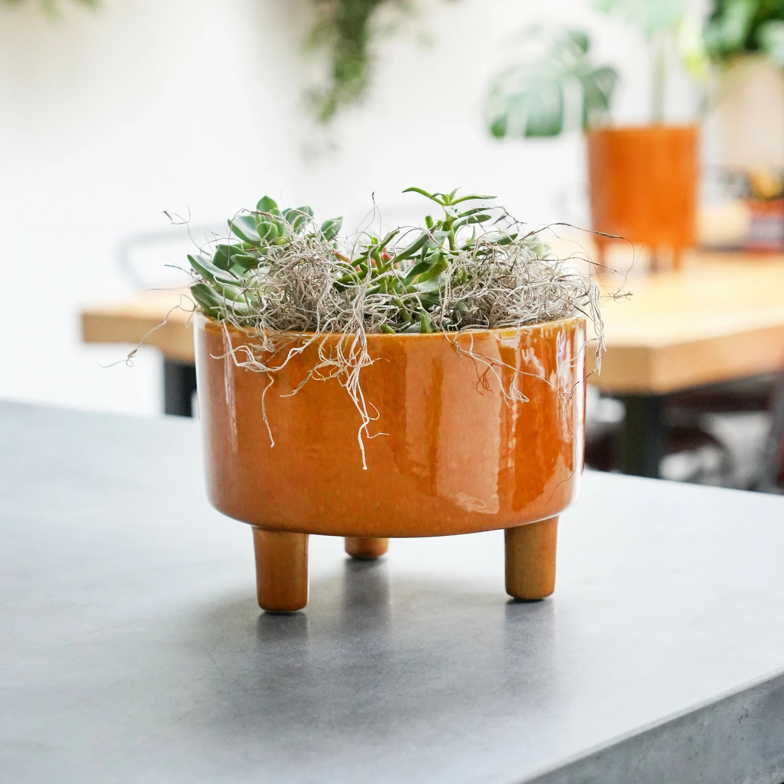 Ivyline Pisa Mustard Bowl Planter - Cowell's Garden Centre | Woolsington