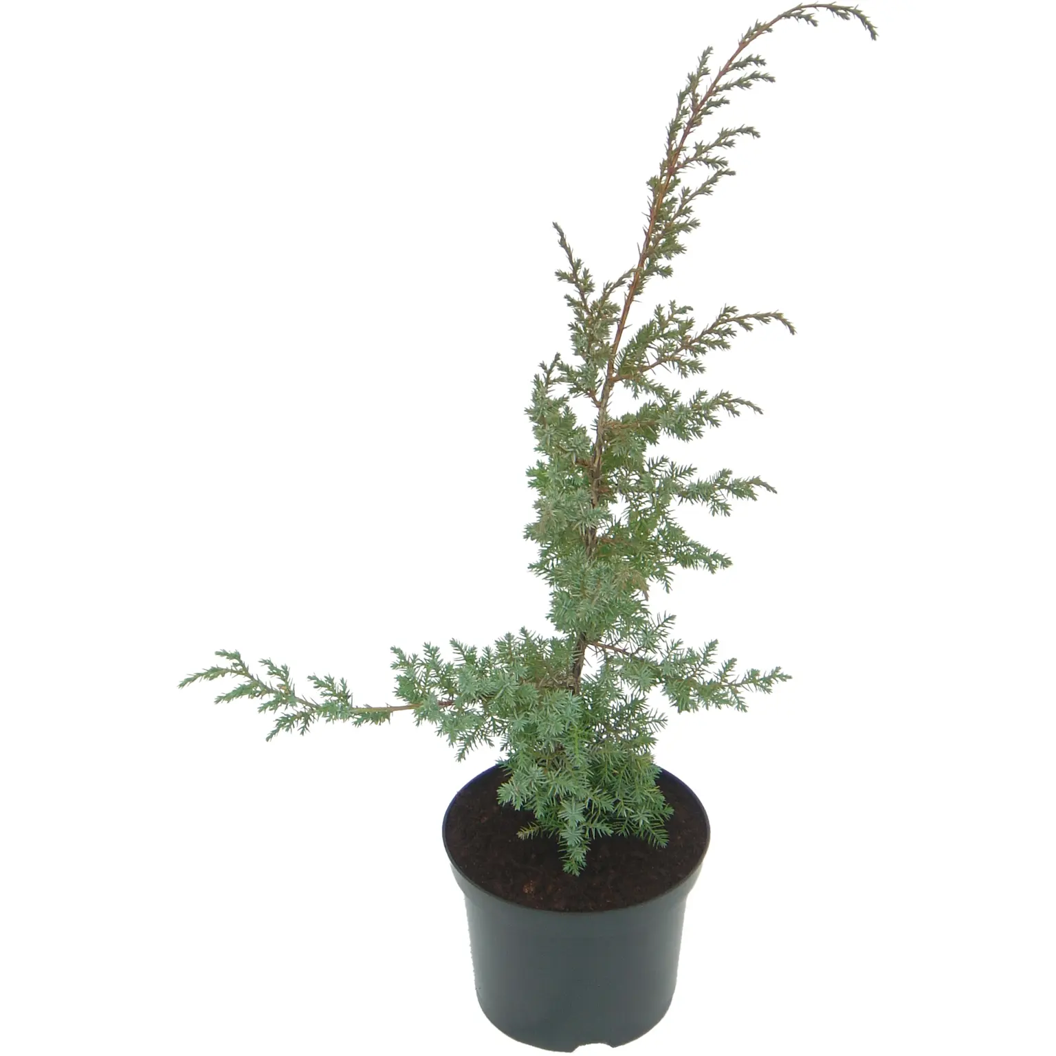 Juniperus chinensis 'Blue Alps' 1L - Cowell's Garden Centre | Woolsington