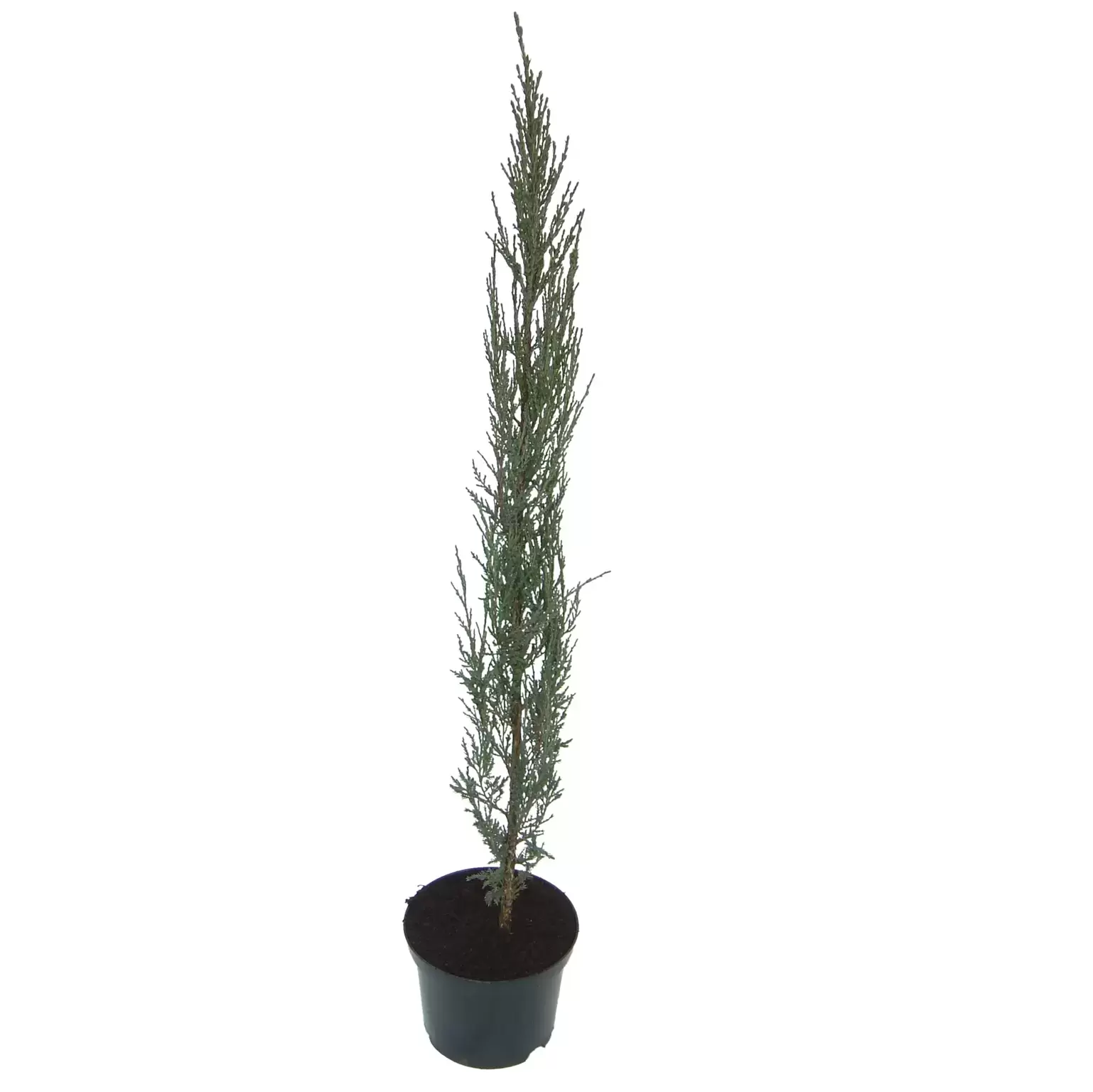 Juniperus scopulorum 'Blue Arrow' 1L - Cowell's Garden Centre | Woolsington