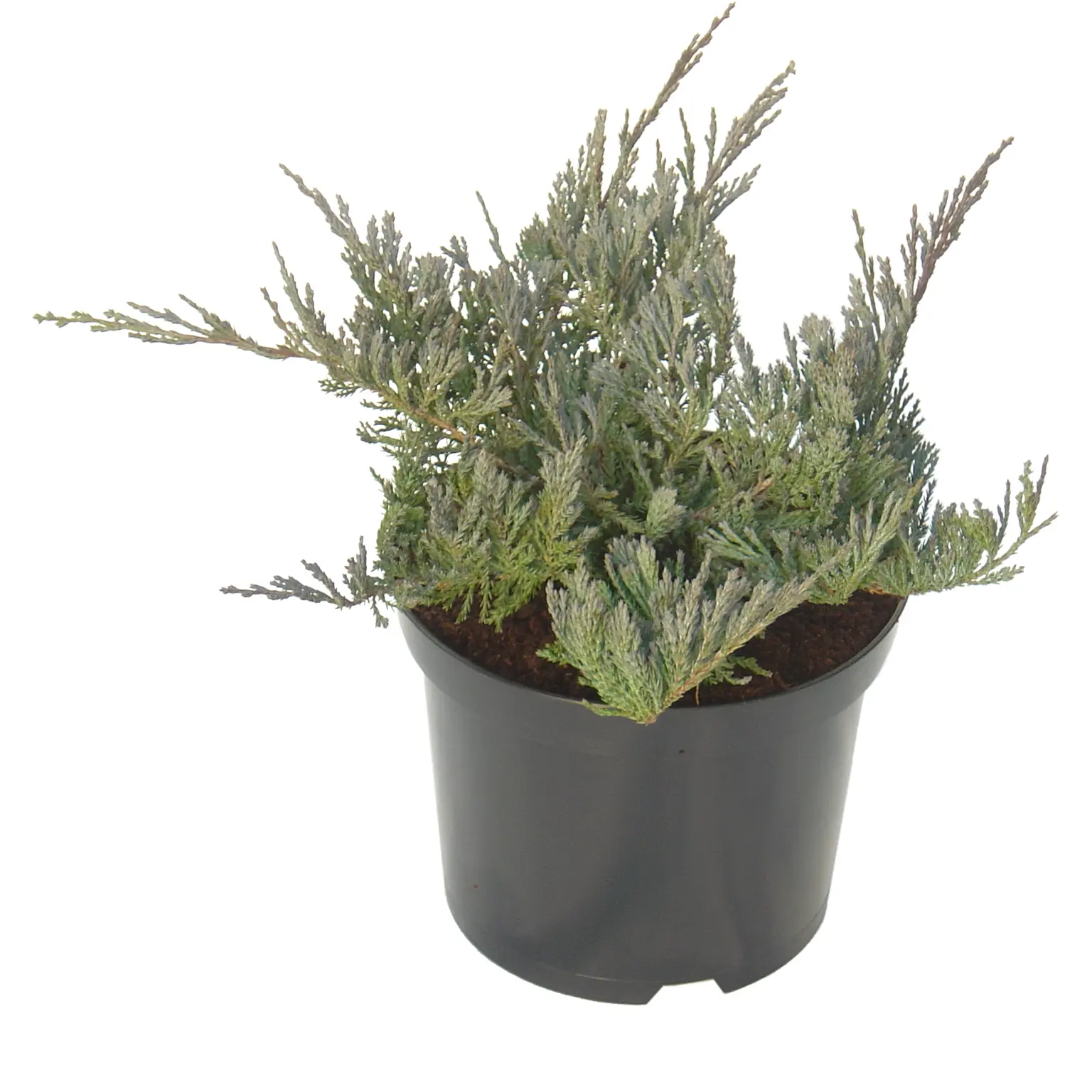 Juniperus horizontalis 'Blue Chip' 3L - Cowell's Garden Centre ...