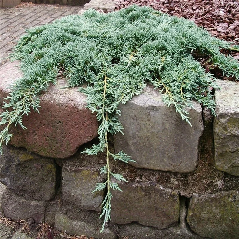 Juniperus horizontalis 'Icee Blue' 3L - Cowell's Garden Centre ...