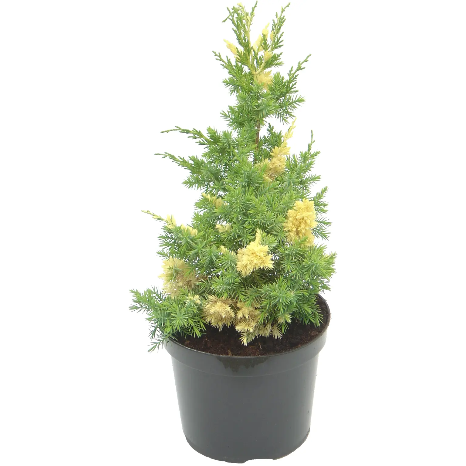 Juniperus chinensis 'Kaizuka Variegata' - Cowell's Garden Centre ...