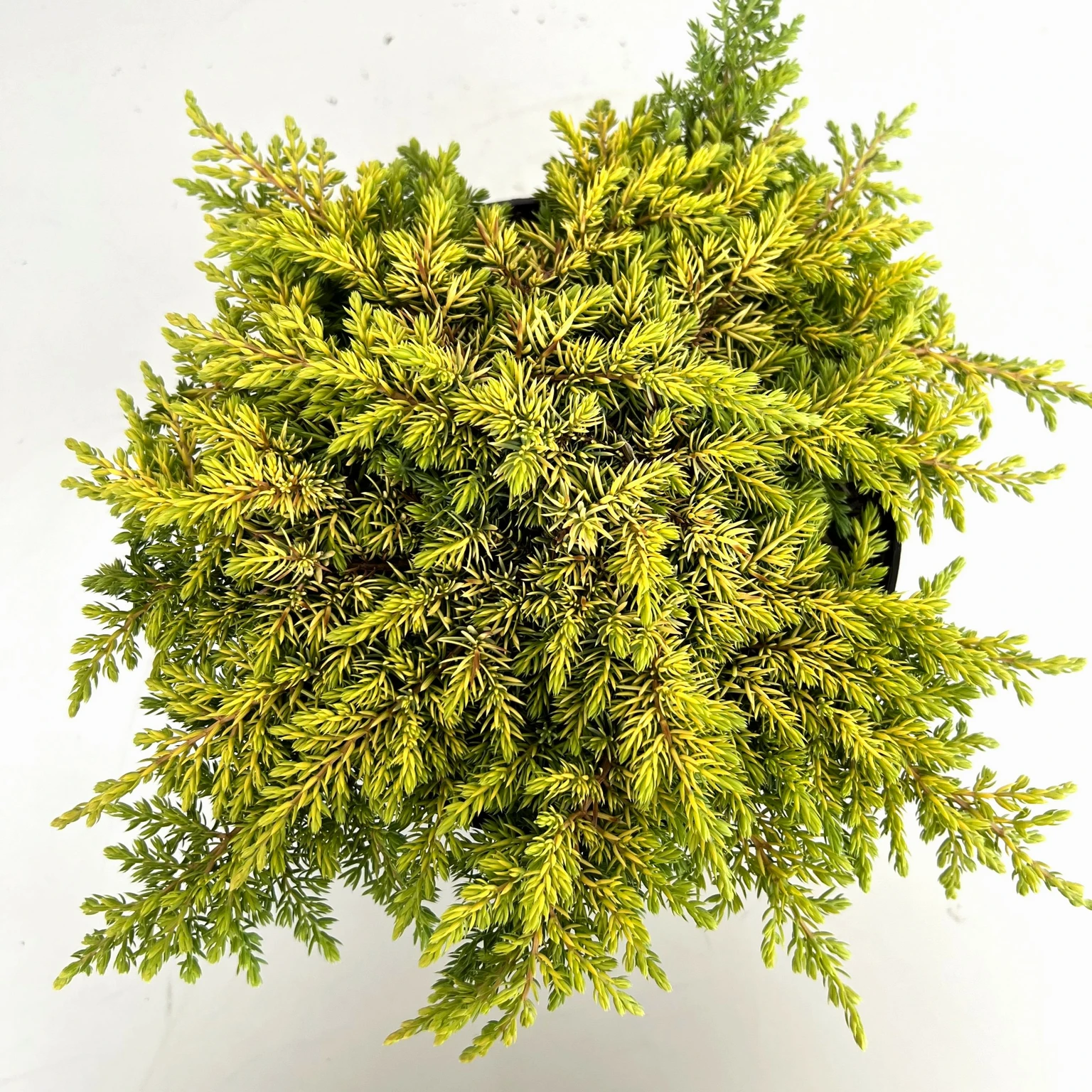 Juniperus communis 'Lemon Carpet' 3L - Cowell's Garden Centre | Woolsington