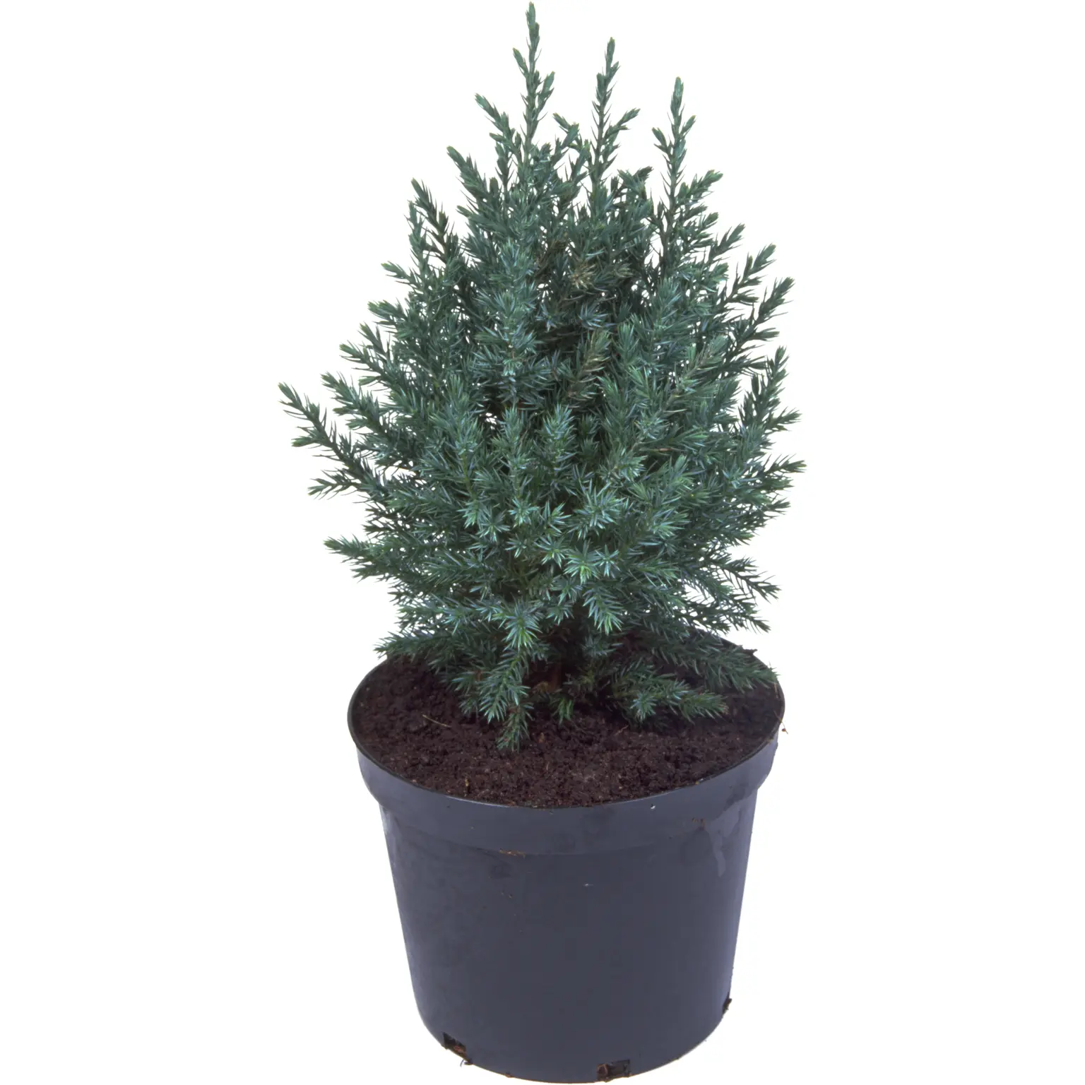 Juniperus chinensis 'Pyramidalis' 1L - Cowell's Garden Centre | Woolsington