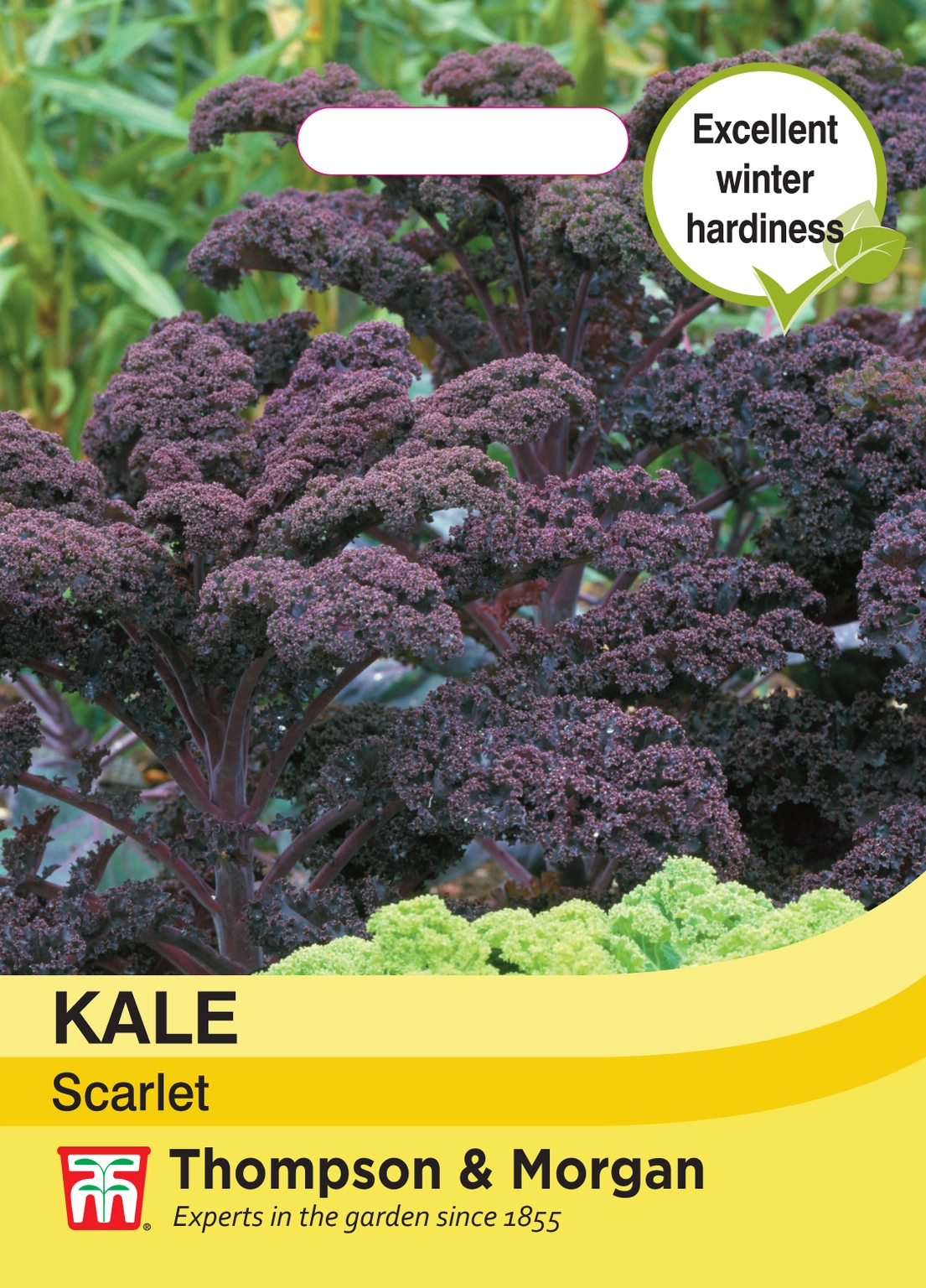 Kale Scarlet - Cowell's Garden Centre | Woolsington