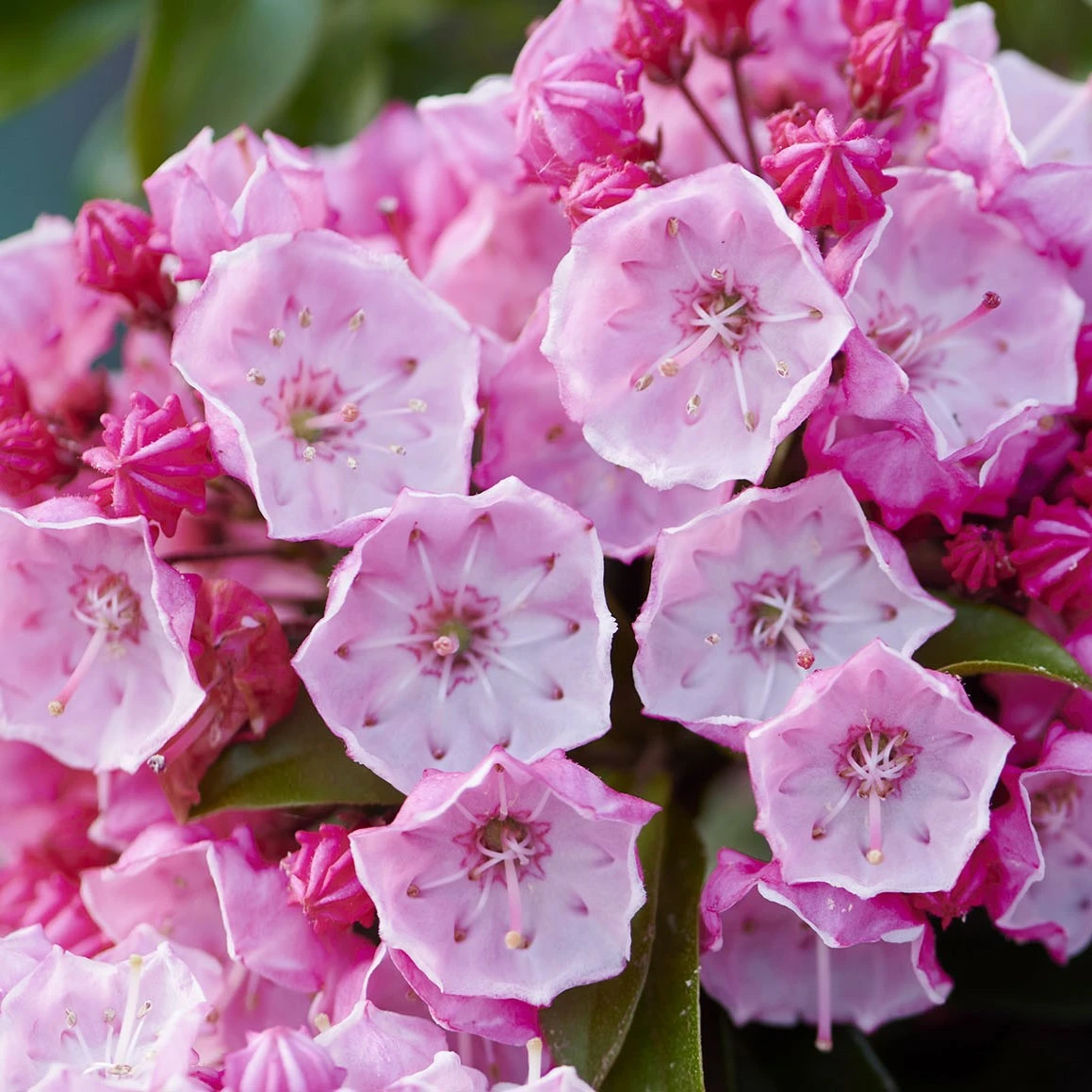 Kalmia latifolia 'Little Linda' - Cowell's Garden Centre | Woolsington