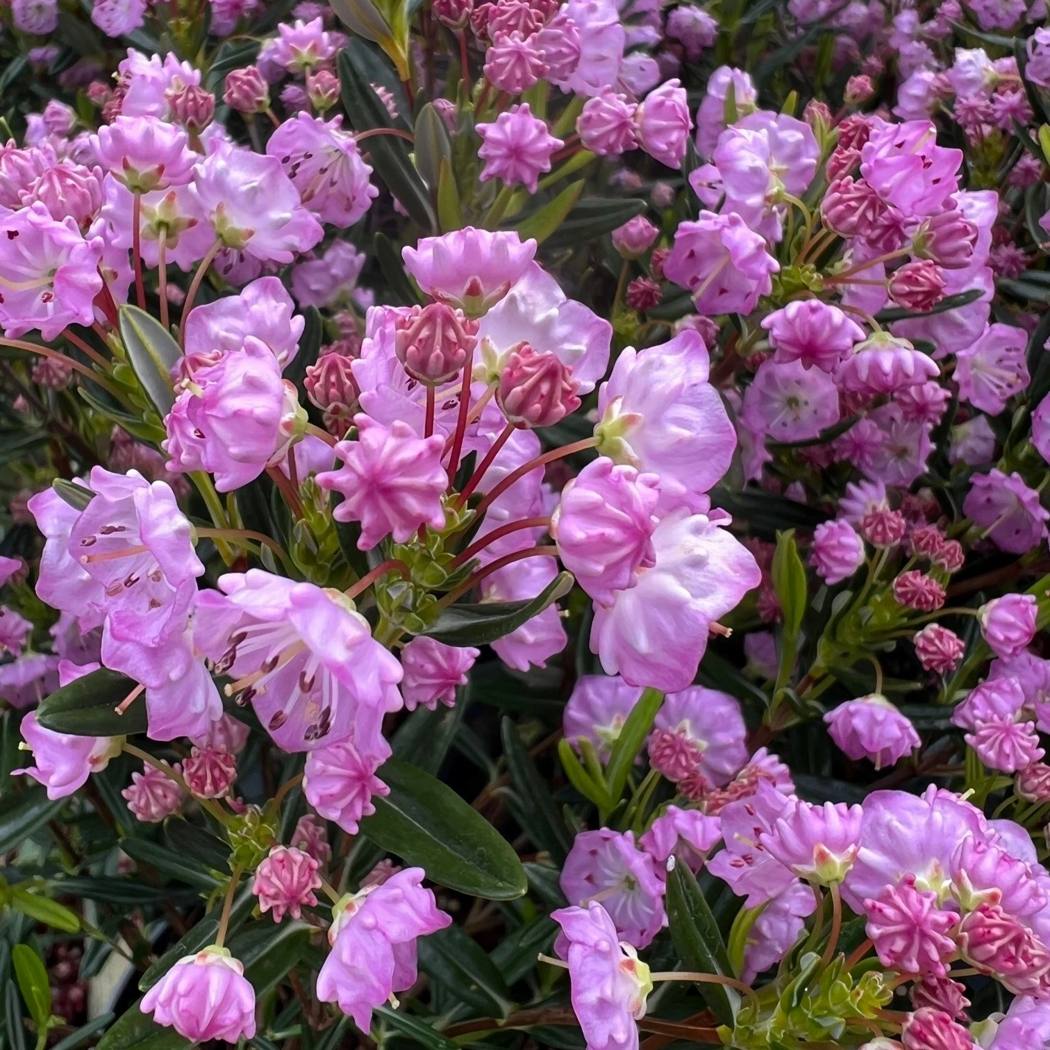 Kalmia polifolia - Cowell's Garden Centre | Woolsington