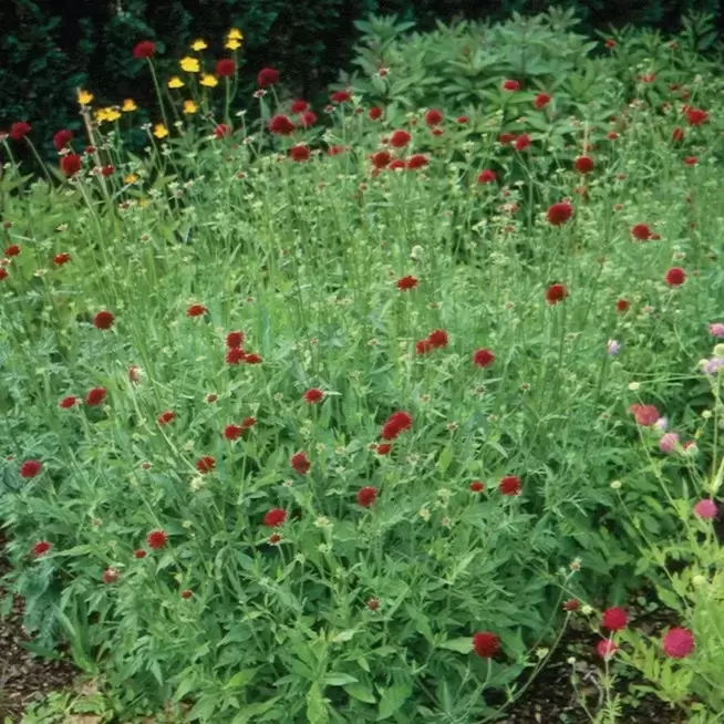 Knautia macedonica 'Red Knight' 2L - Cowell's Garden Centre | Woolsington