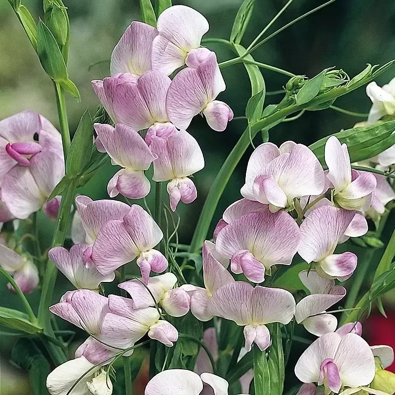 Lathyrus latifolius 'Pink Pearl' - Cowell's Garden Centre | Woolsington