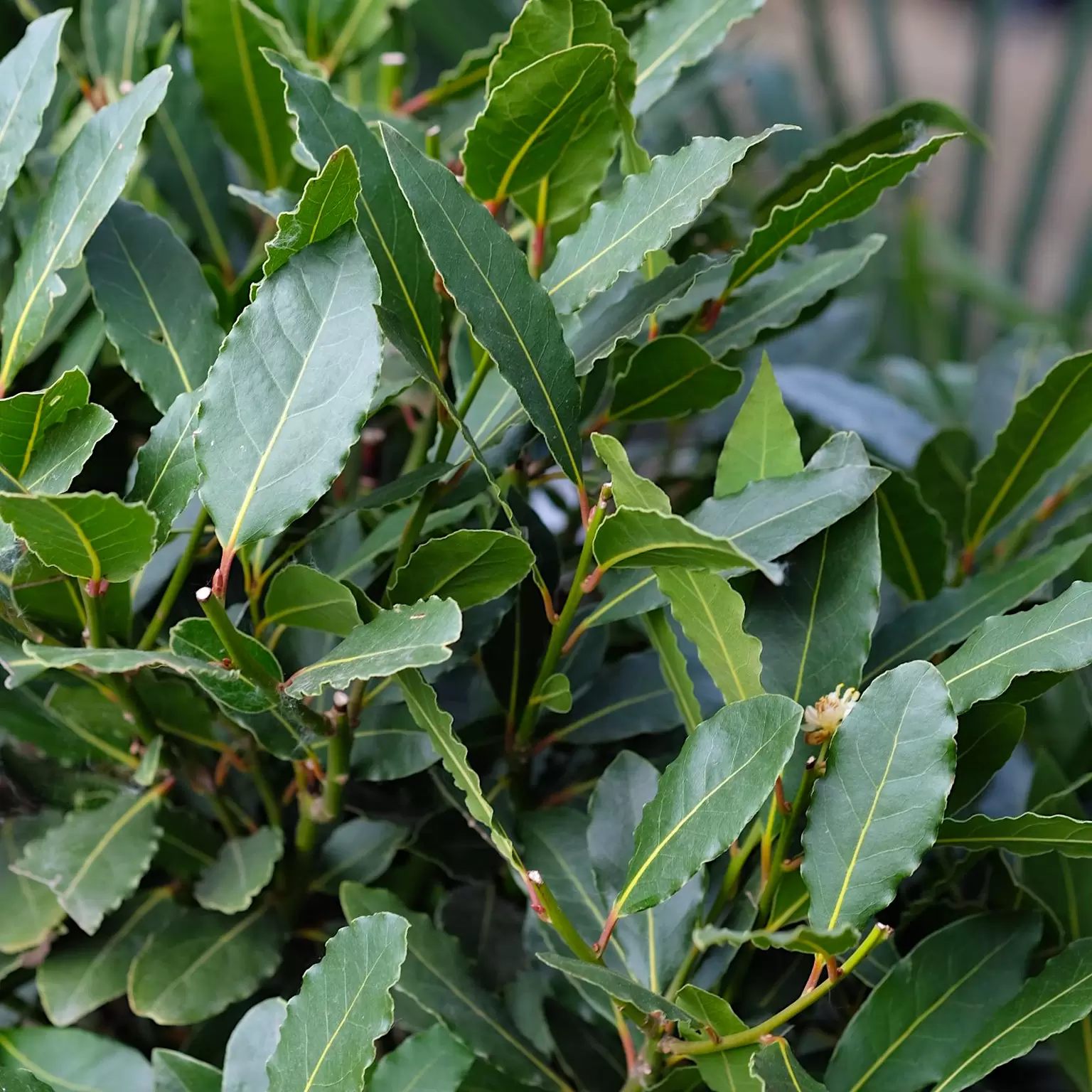 Laurus nobilis Pyramid 5L - Cowell's Garden Centre | Woolsington
