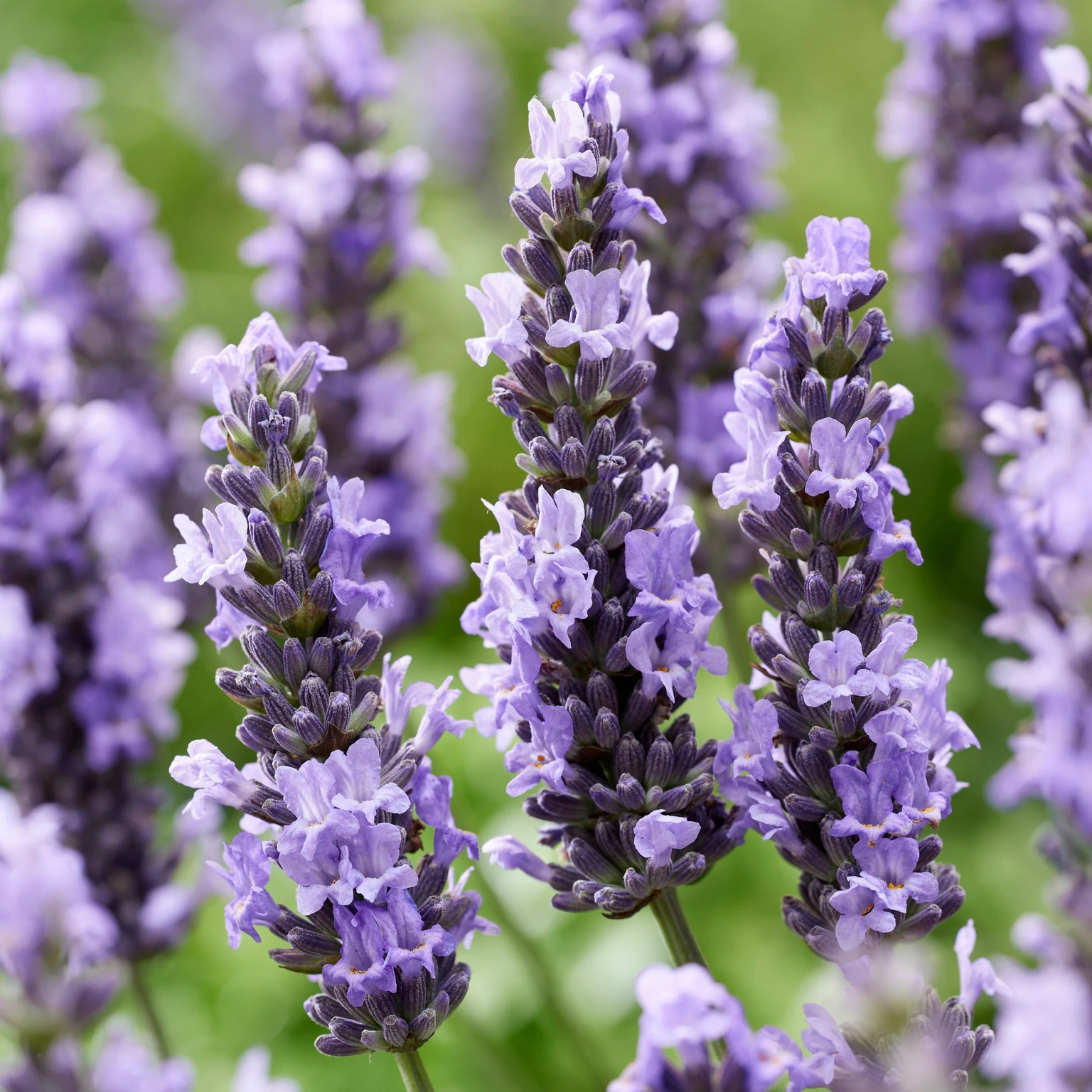 Lavandula x intermedia 'Sensational' - Cowell's Garden Centre | Woolsington