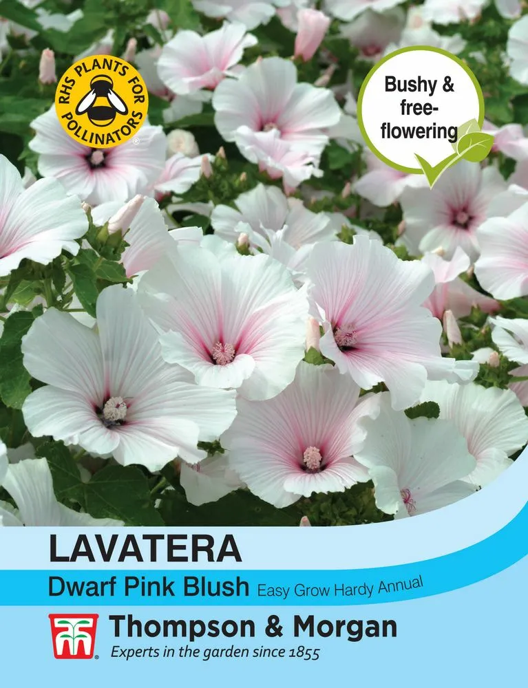 Lavatera Dwarf Pink Blush Seeds - Cowell's Garden Centre | Woolsington