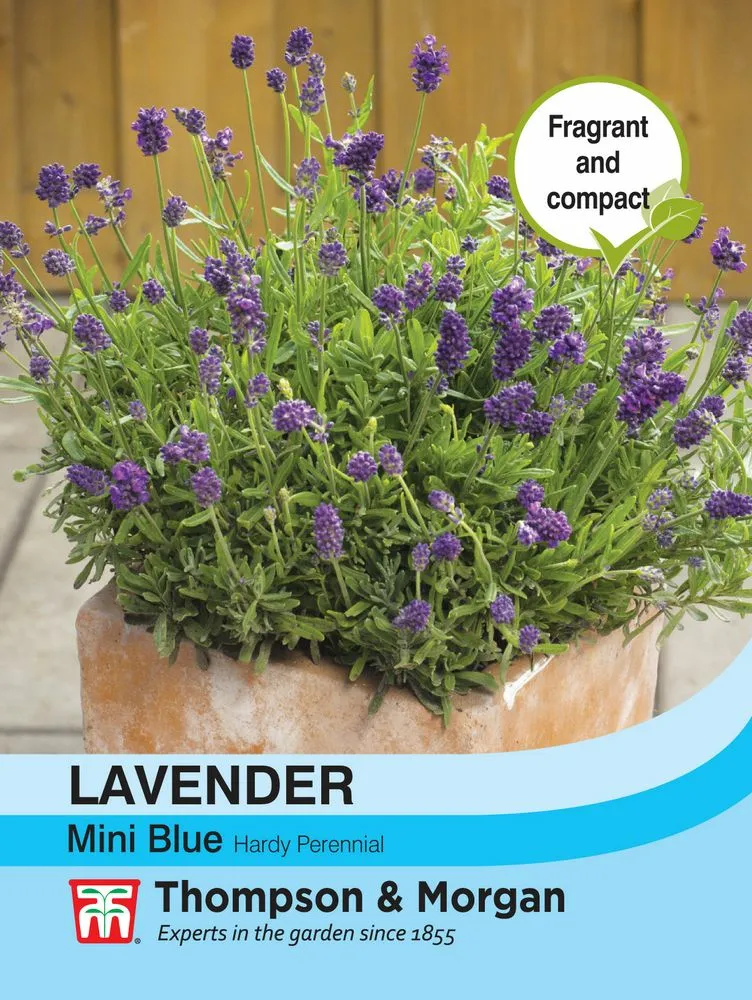 Lavender Mini Blue Seeds - Cowell's Garden Centre | Woolsington