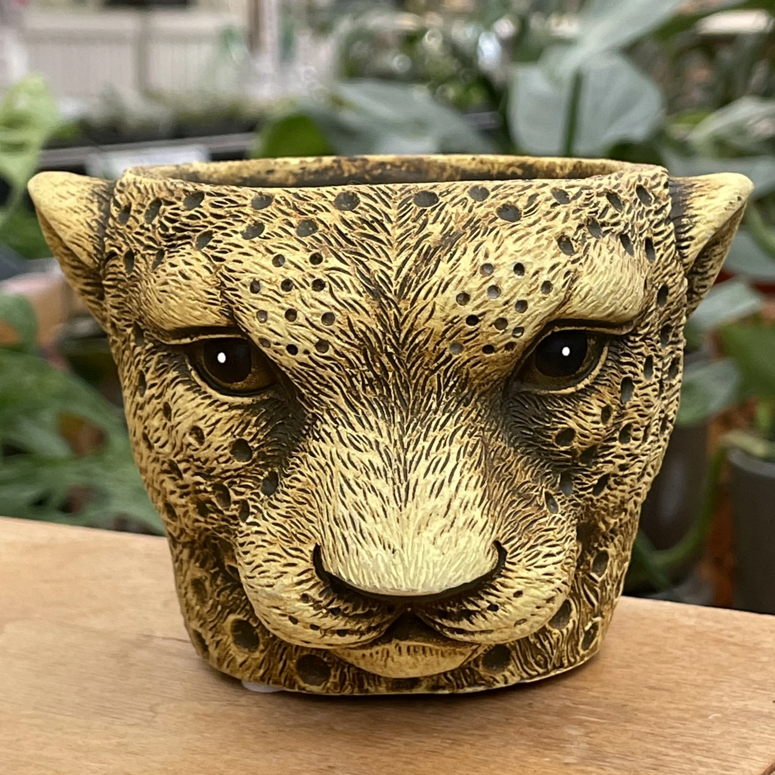 Leopard Pot - ⌀ 6cm - Cowell's Garden Centre | Woolsington
