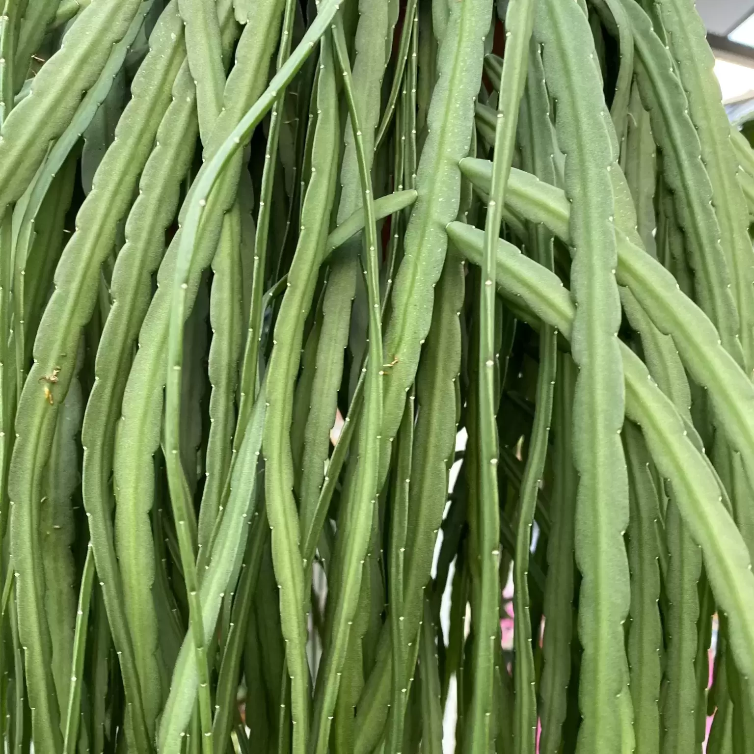 Lepismium bolivianum 17cm Hanging Pot - Cowell's Garden Centre ...