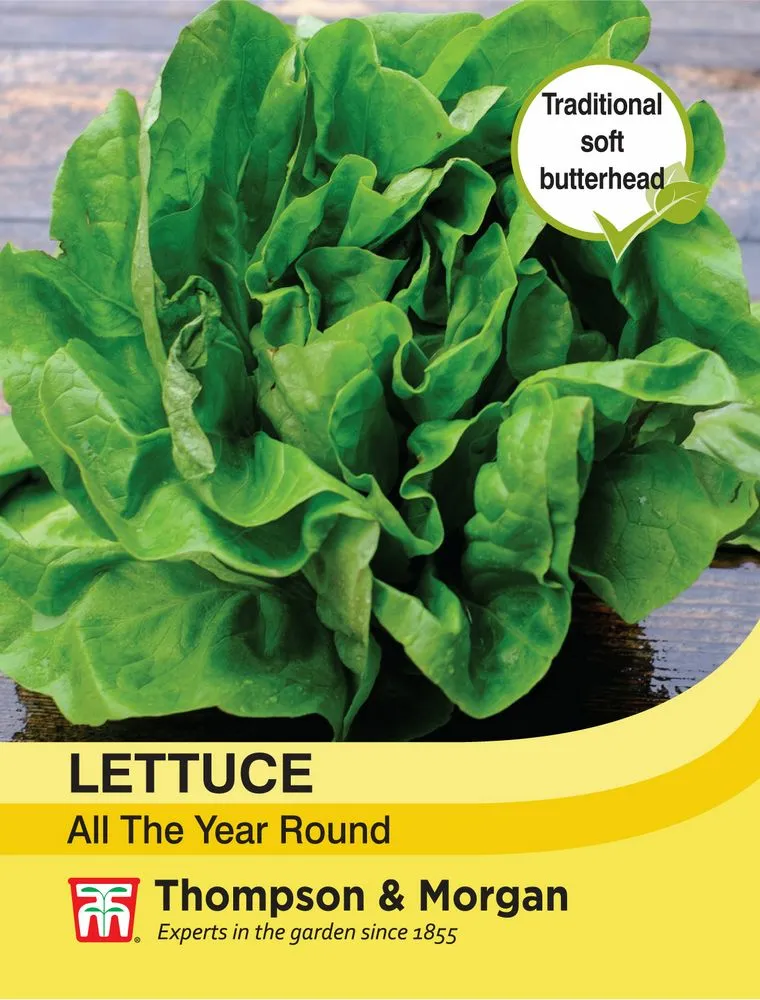 Lettuce All Year Round Seeds - Cowell's Garden Centre | Woolsington