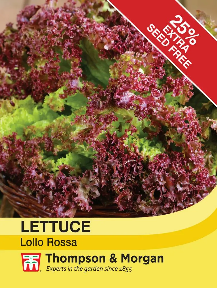 Lettuce Lollo Rossa - Cowell's Garden Centre | Woolsington