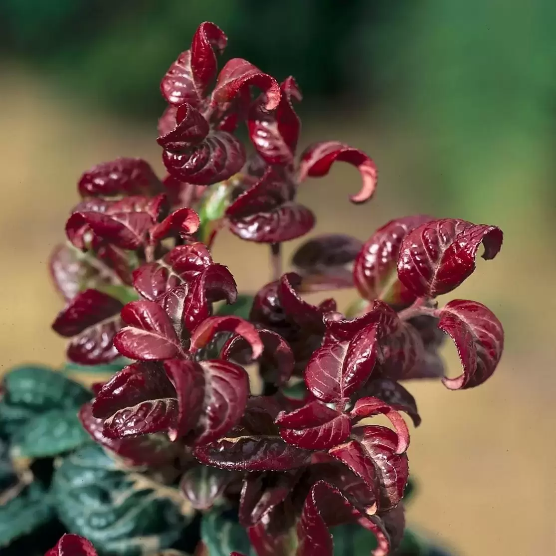 Leucothoe axillaris 'Curly Red' 2L - Cowell's Garden Centre | Woolsington