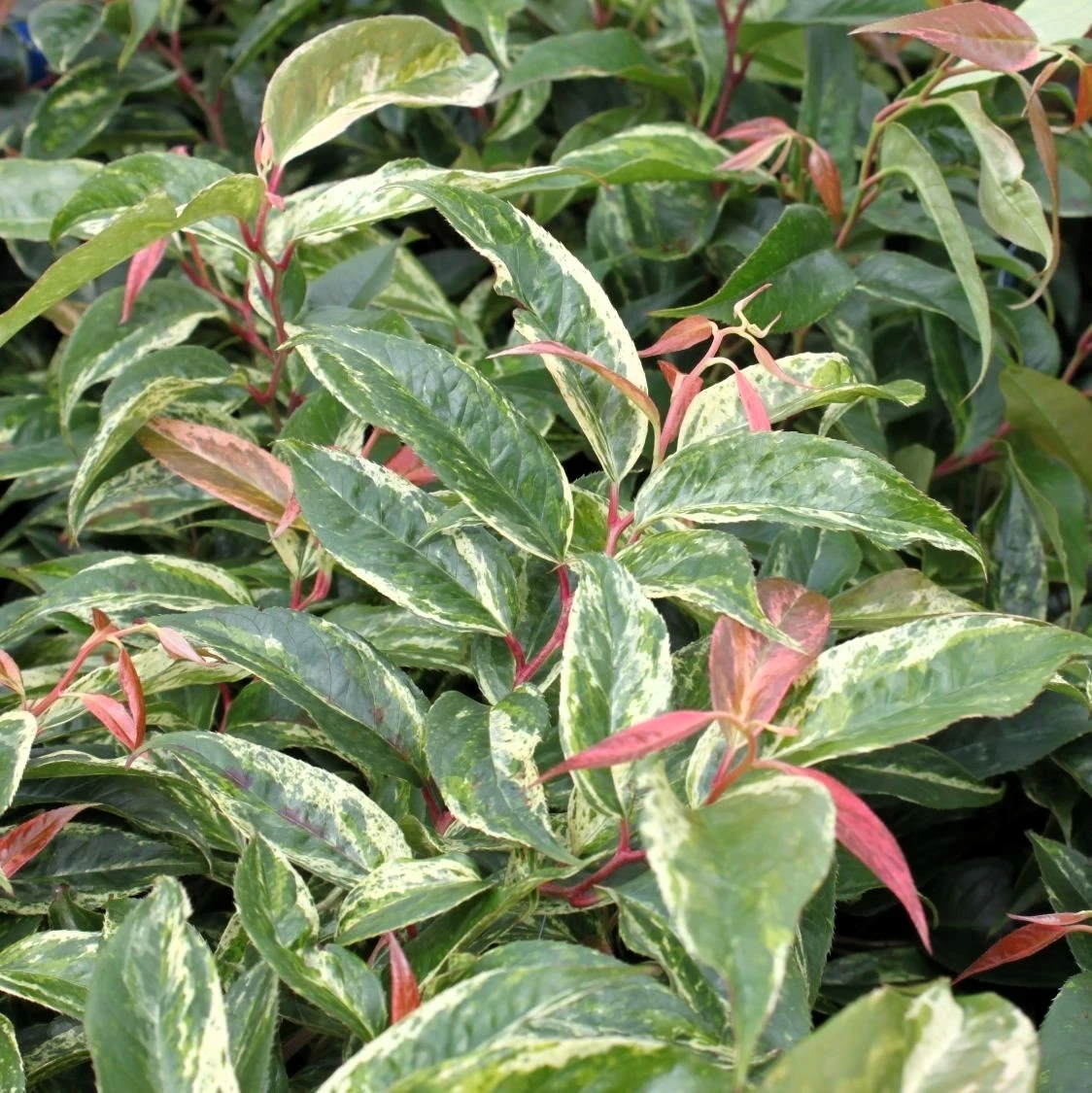 Leucothoe fontanesiana 'Rainbow' - Cowell's Garden Centre | Woolsington