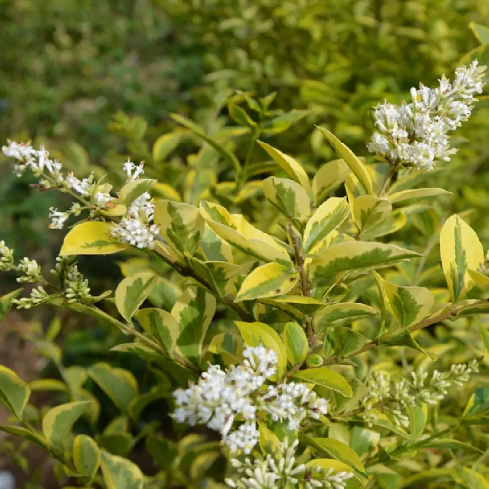 Ligustrum ovalifolium 'Aureum' 4L - Cowell's Garden Centre | Woolsington