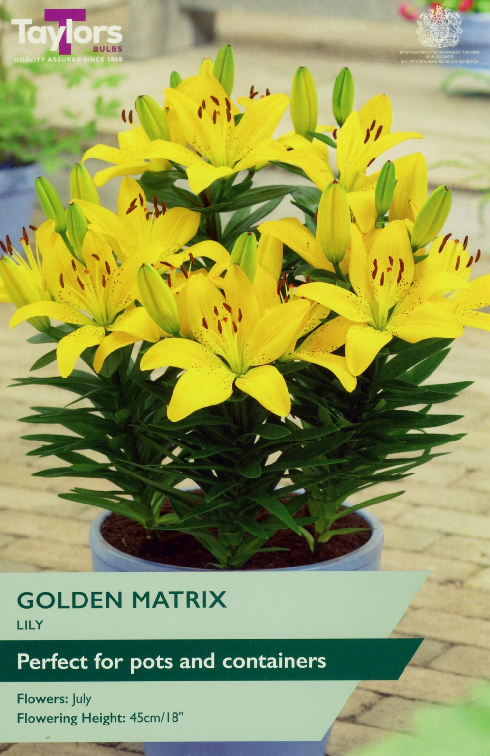 Lily Golden Matrix - Cowell's Garden Centre | Woolsington