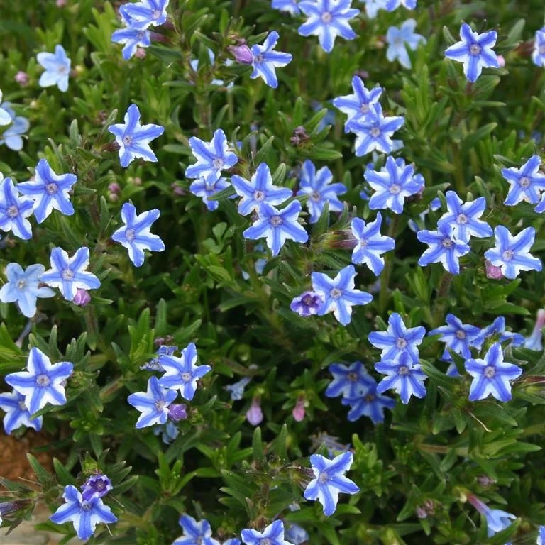 Lithodora diffusa 'Blue Star' 1L - Cowell's Garden Centre | Woolsington