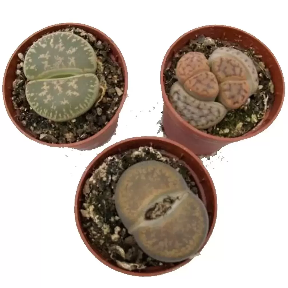 Lithops aucampiae - Cowell's Garden Centre | Woolsington