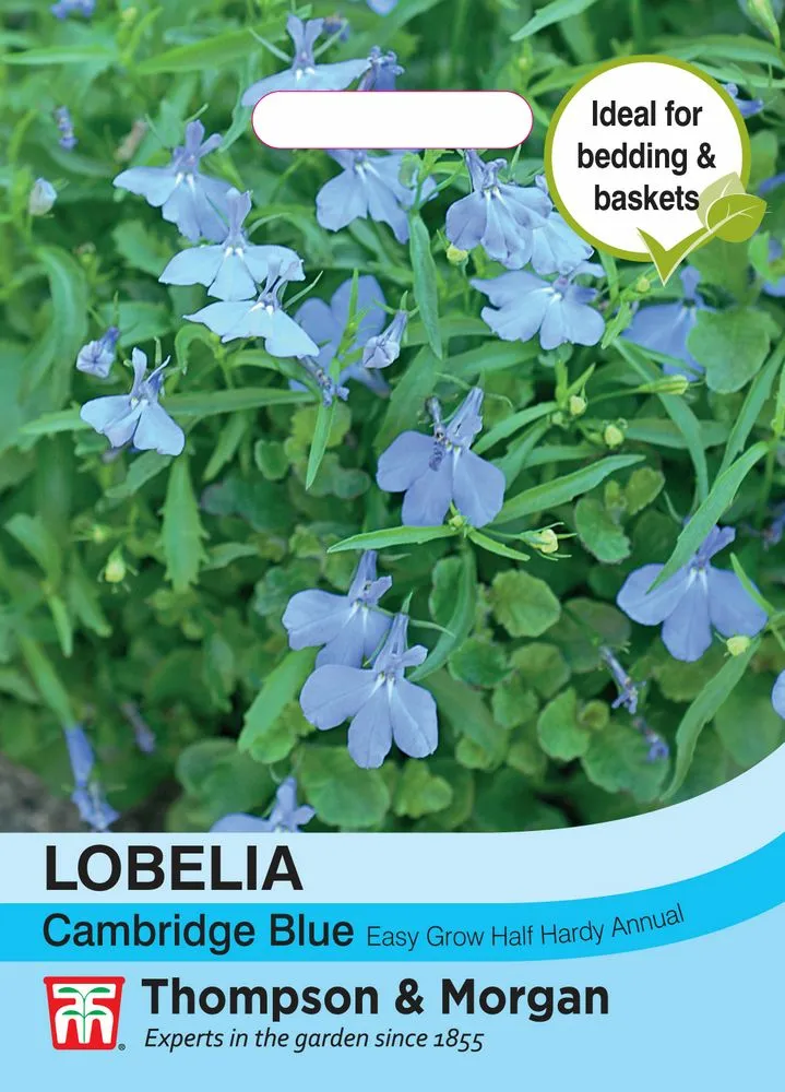 Lobelia Cambridge Blue Seeds - Cowell's Garden Centre | Woolsington