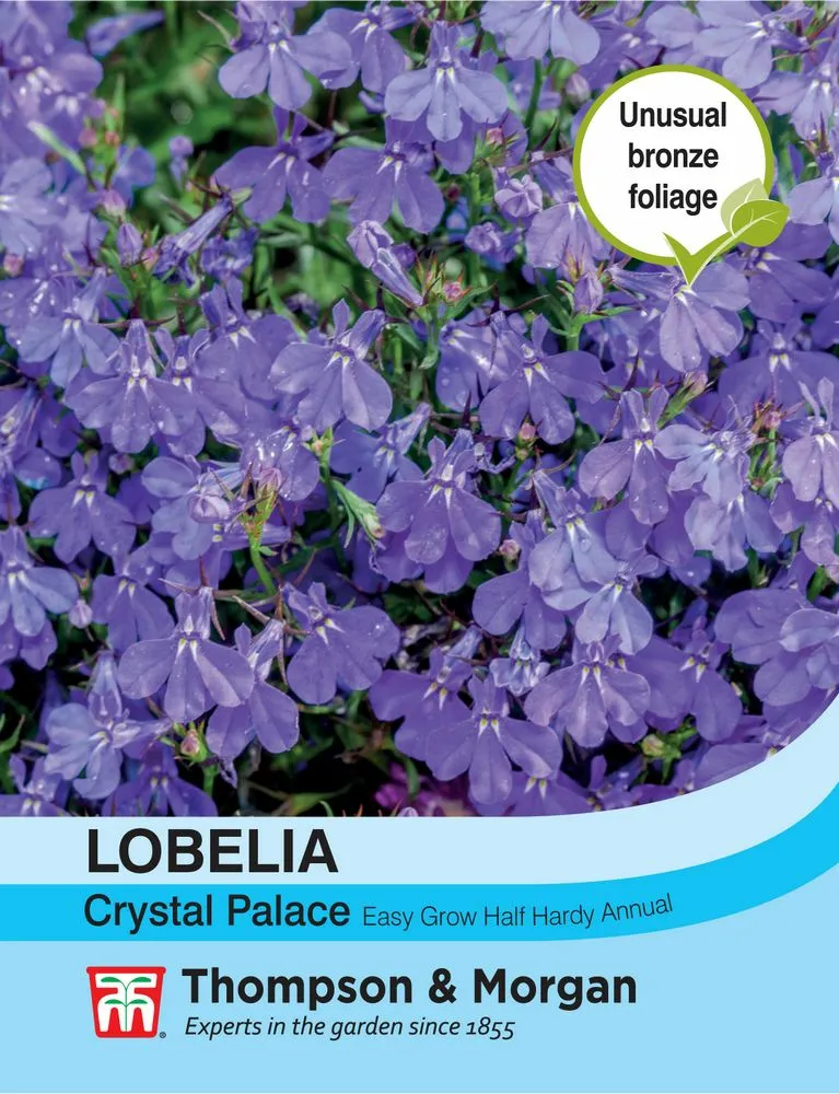 Lobelia Crystal Palace - Cowell's Garden Centre | Woolsington