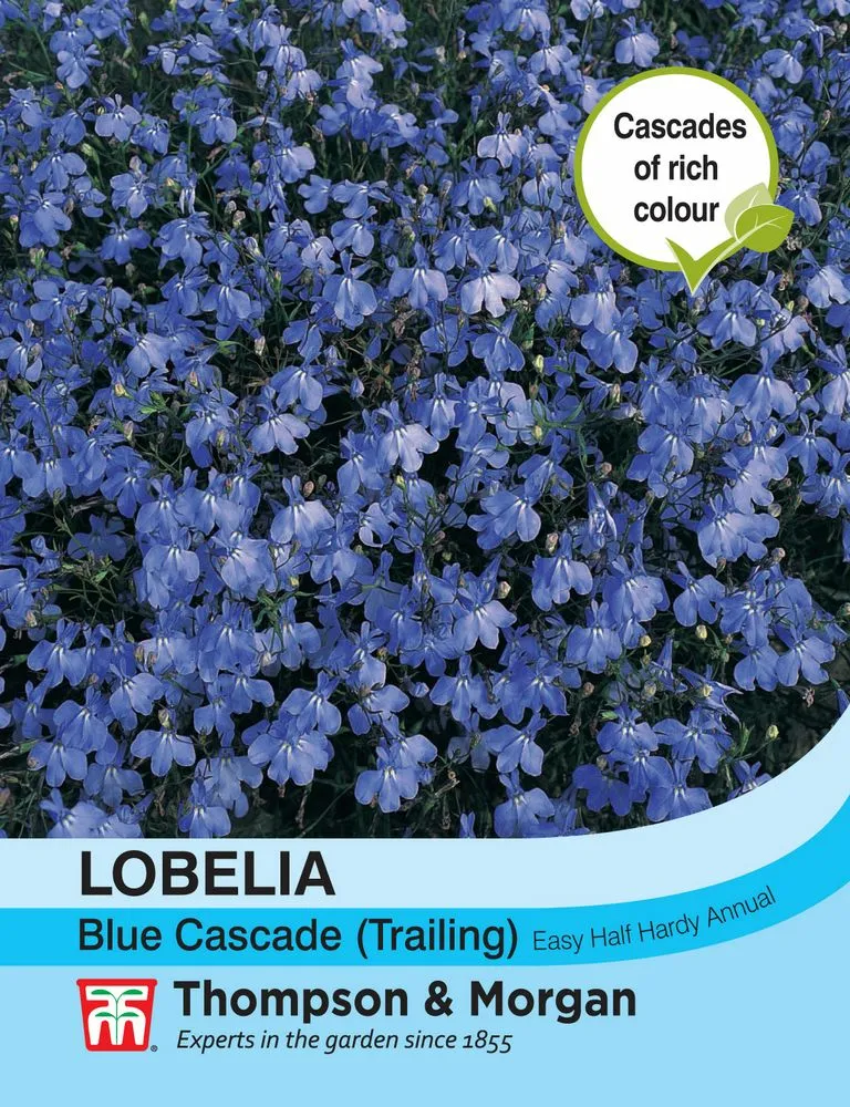 Lobelia (Trailing) Blue Cascade - Cowell's Garden Centre | Woolsington