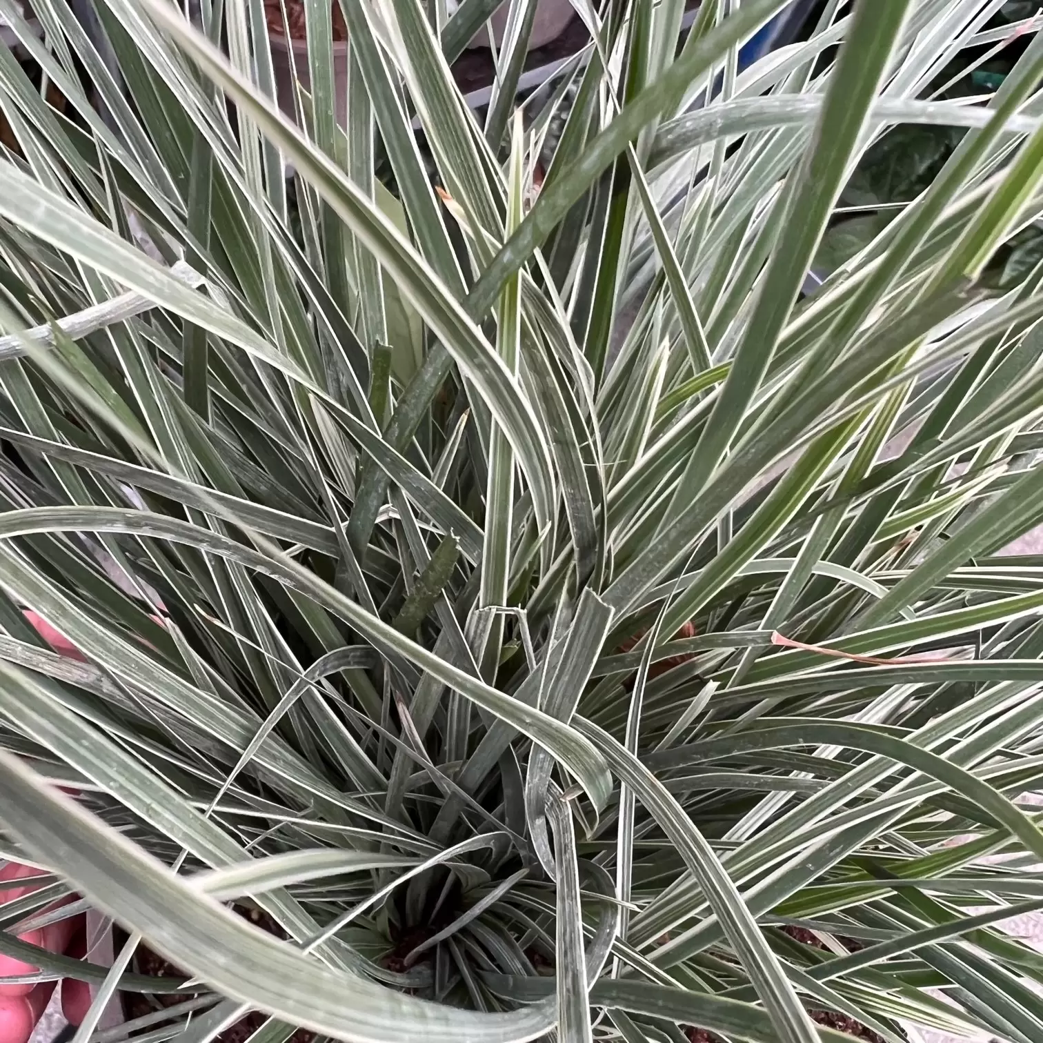 Lomandra longifolia 'Arctic Frost' 9cm - Cowell's Garden Centre ...