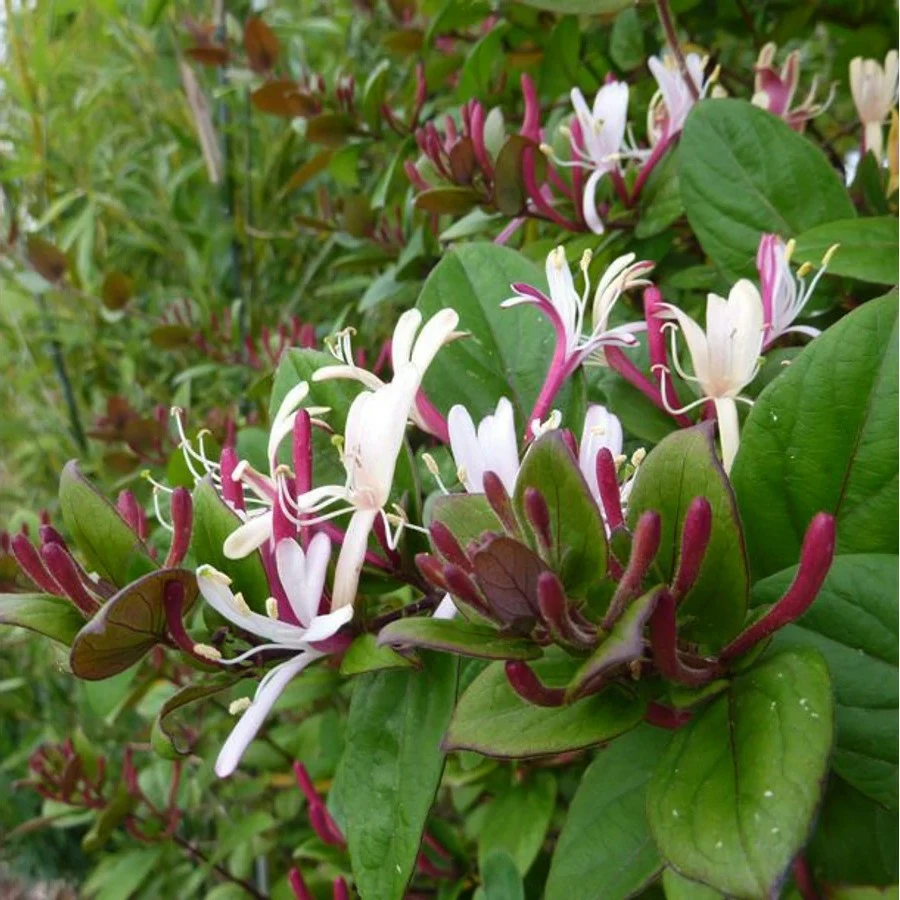 Lonicera japonica 'Repens' - Cowell's Garden Centre | Woolsington