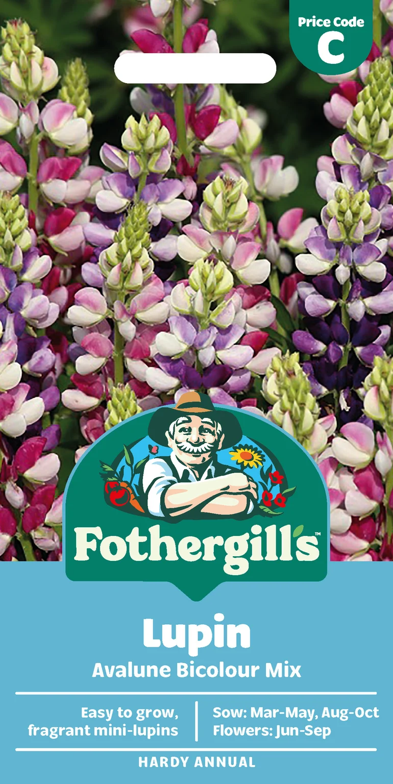 Lupin Avalune Bicolour Mix Seeds - Cowell's Garden Centre | Woolsington
