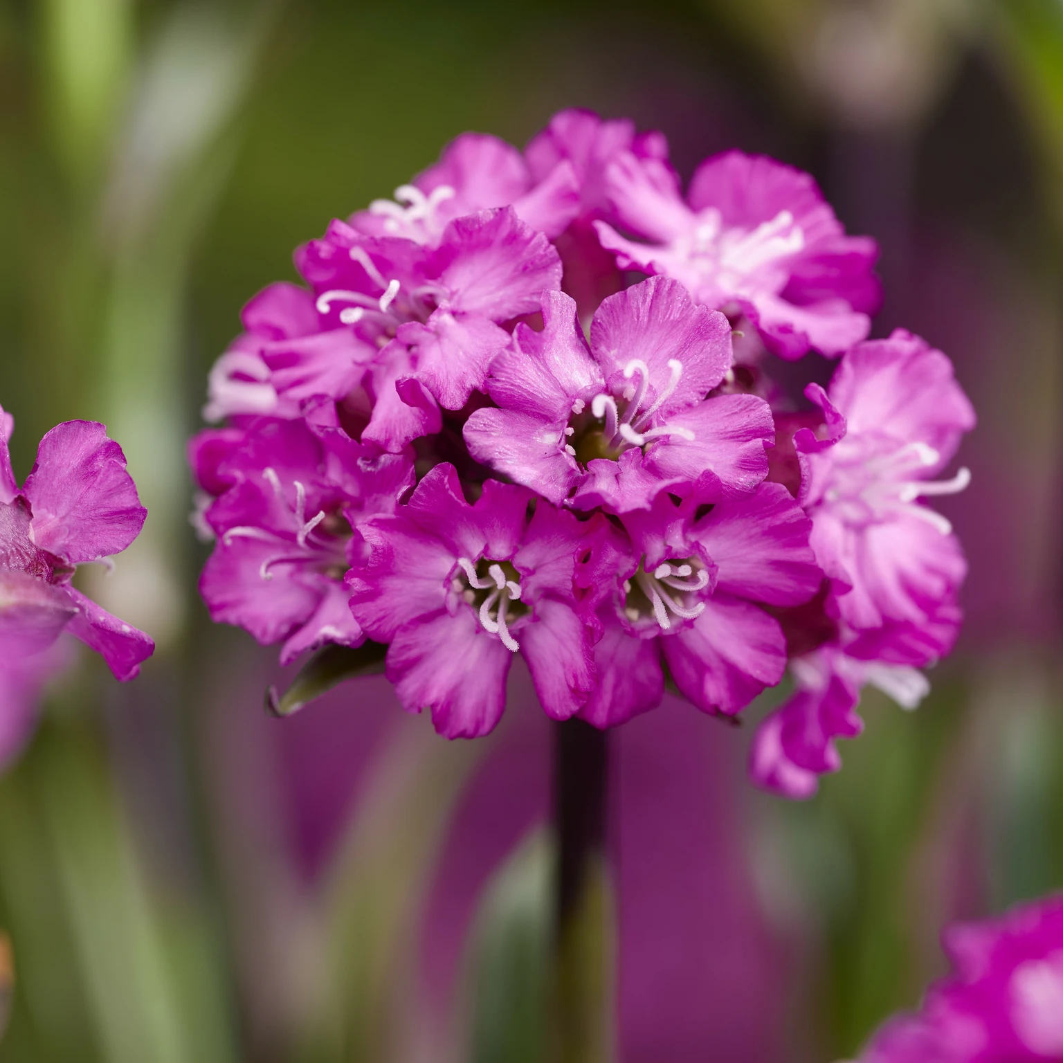 Lychnis 'Cherry Bubbles' 3L - Cowell's Garden Centre | Woolsington