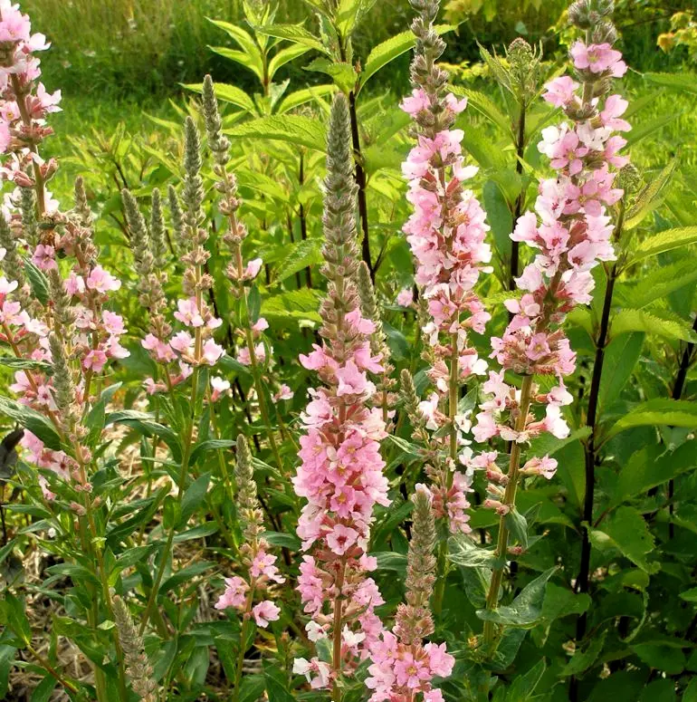 Lythrum salicaria 'Pink Blush' - Cowell's Garden Centre | Woolsington