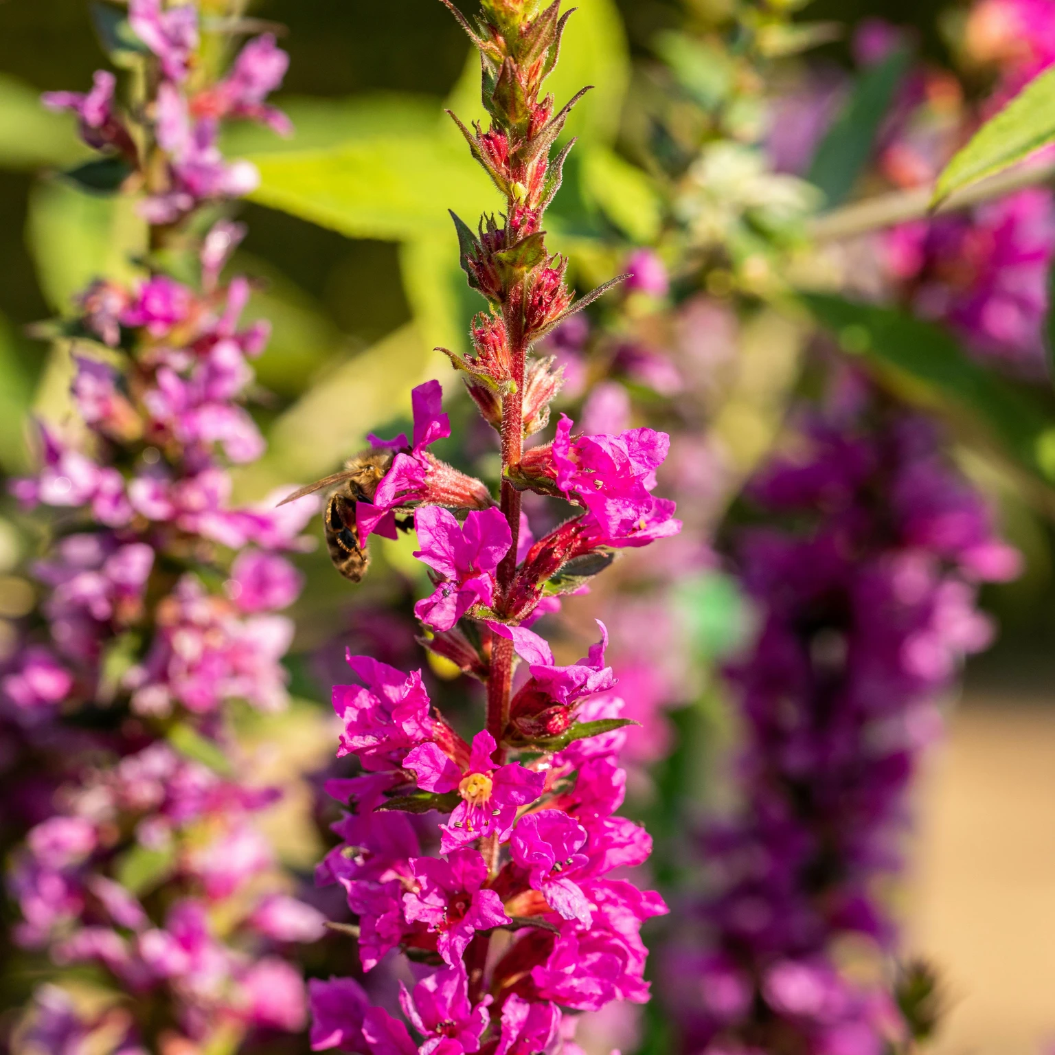 Lythrum salicaria 'Robin' 2L - Cowell's Garden Centre | Woolsington