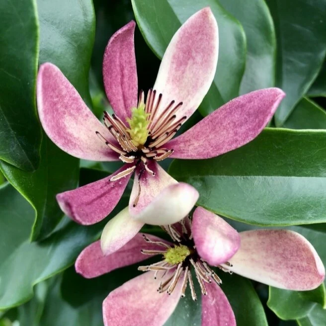Magnolia figo 'Stellar Ruby' - Cowell's Garden Centre | Woolsington