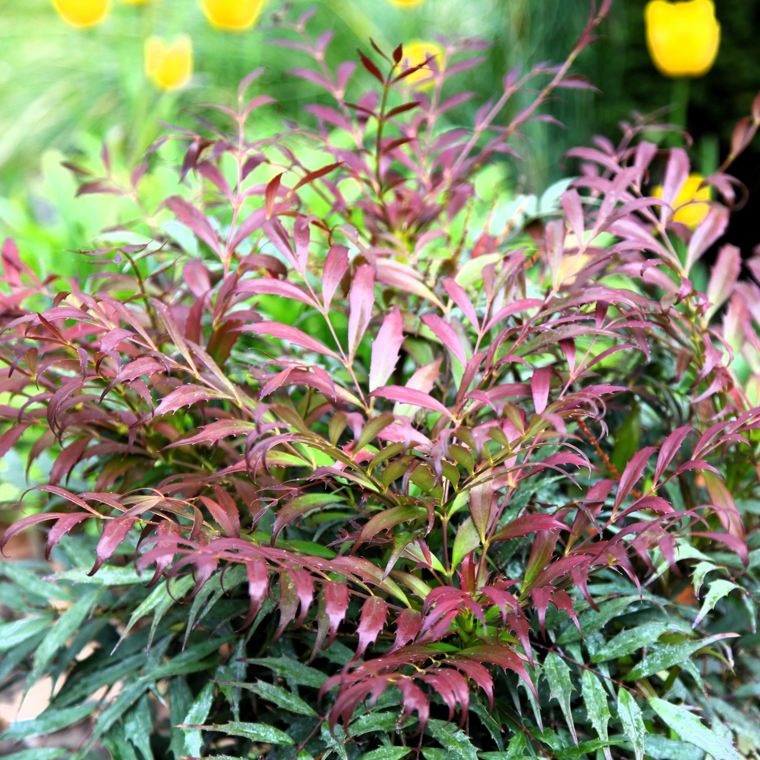 Mahonia eurbracteata subsp. ganpinensis 'Meteor' - Cowell's Garden ...