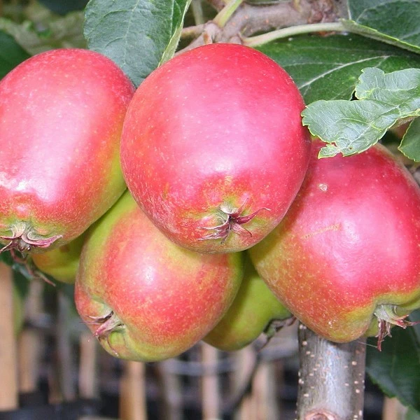Malus x robusta 'Fruitilicious' - Cowell's Garden Centre | Woolsington