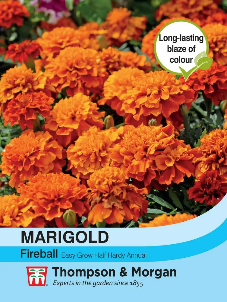 Marigold Fireball - Cowell's Garden Centre | Woolsington