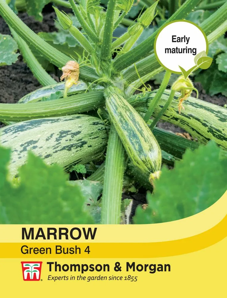 Marrow Green Bush 4 Seeds - Cowell's Garden Centre | Woolsington