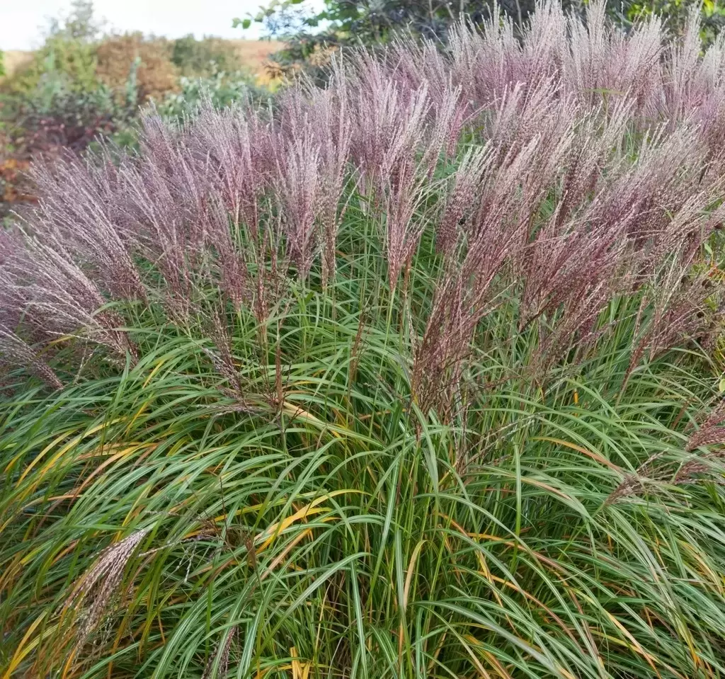 Miscanthus sinensis 'Flamingo' 2L - Cowell's Garden Centre | Woolsington