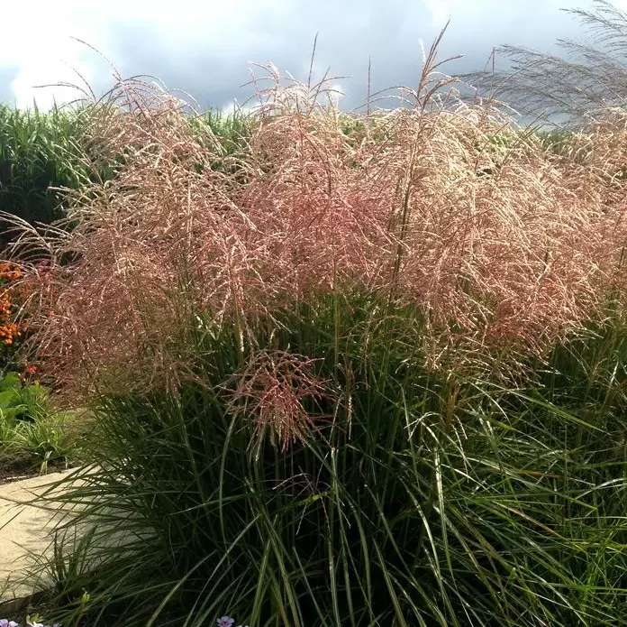 Miscanthus sinensis 'Pink Cloud' 2L - Cowell's Garden Centre | Woolsington