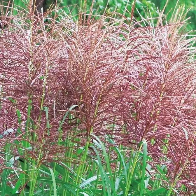 Miscanthus sinensis 'Red Chief' 3L - Cowell's Garden Centre | Woolsington