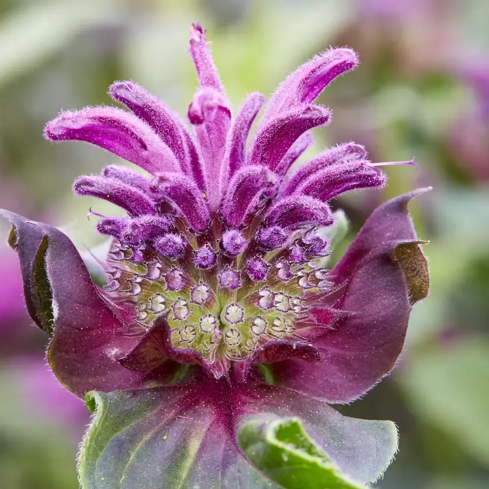 Monarda Bee-You 'Bee-Pure' 1L - Cowell's Garden Centre | Woolsington